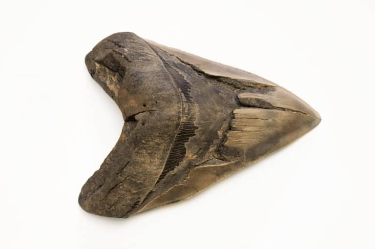 30 Awesome Rocks, Minerals, and Fossils to Collect – Rockhound Resource