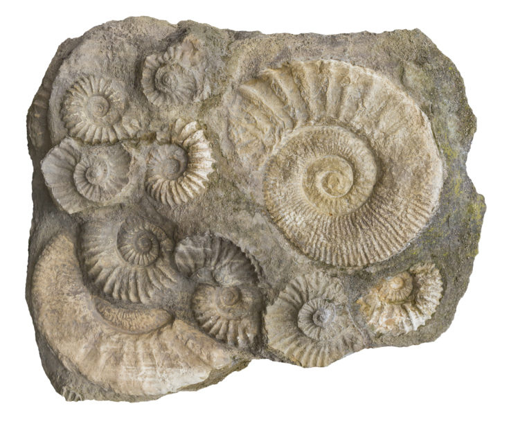 Fossils in Ohio: Best Sites (With Map!), Types, & Tips – Rockhound Resource