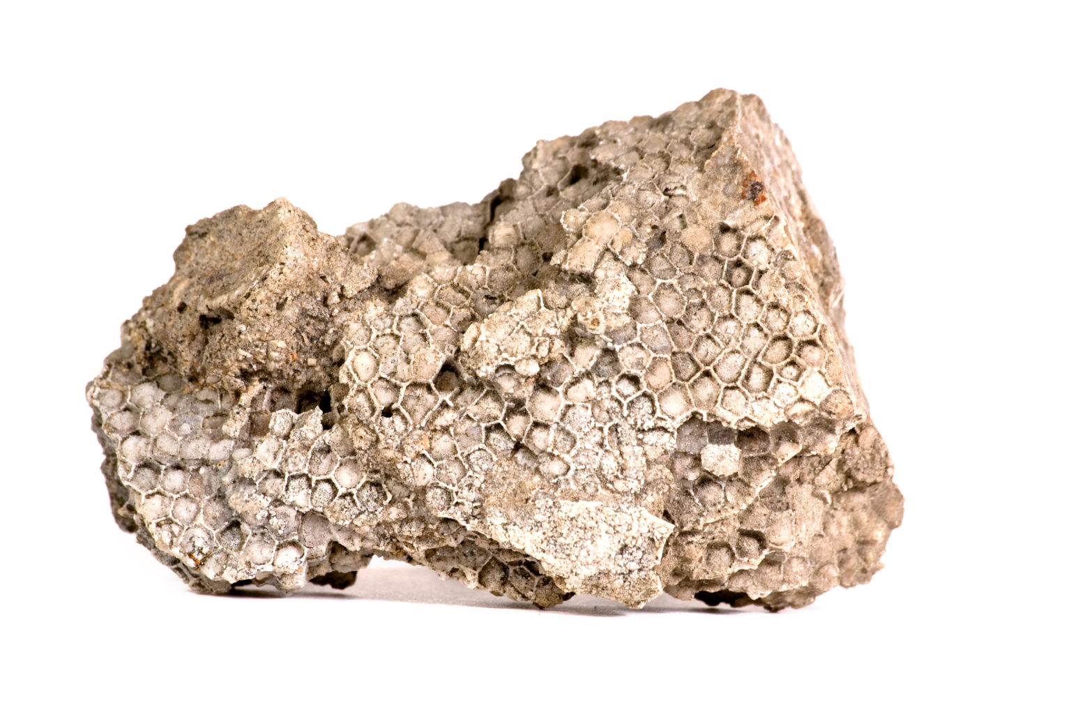 Fossils in Ohio: Best Sites (With Map!), Types, & Tips – Rockhound Resource