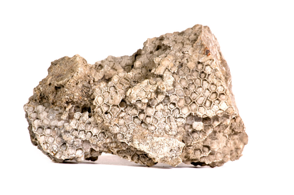 Fossils in Virginia: Best Sites (With Map!), Types, & Tips – Rockhound ...