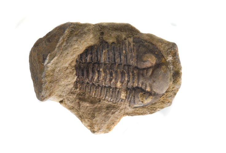 Fossils in Ohio: Best Sites (With Map!), Types, & Tips – Rockhound Resource