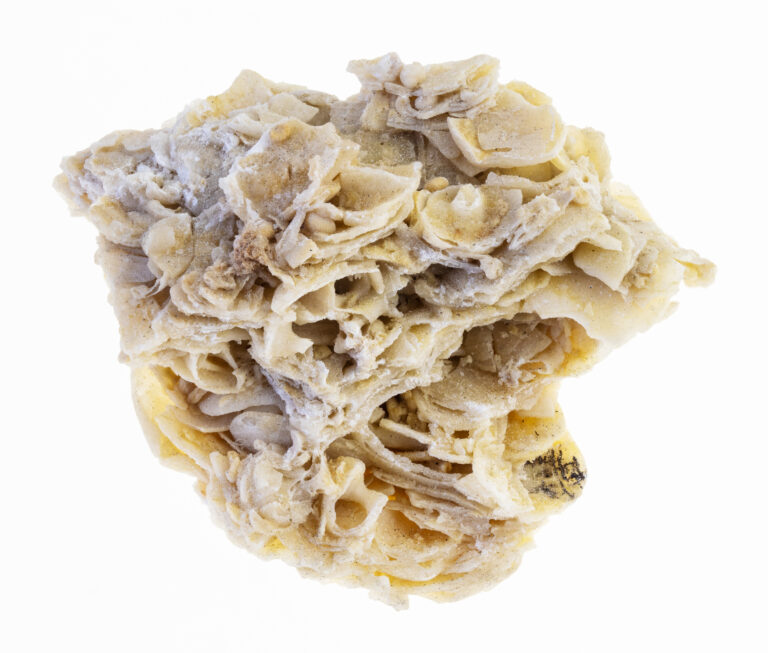 Coquina: Identification, Pictures & Info for Rockhounds – Rockhound ...