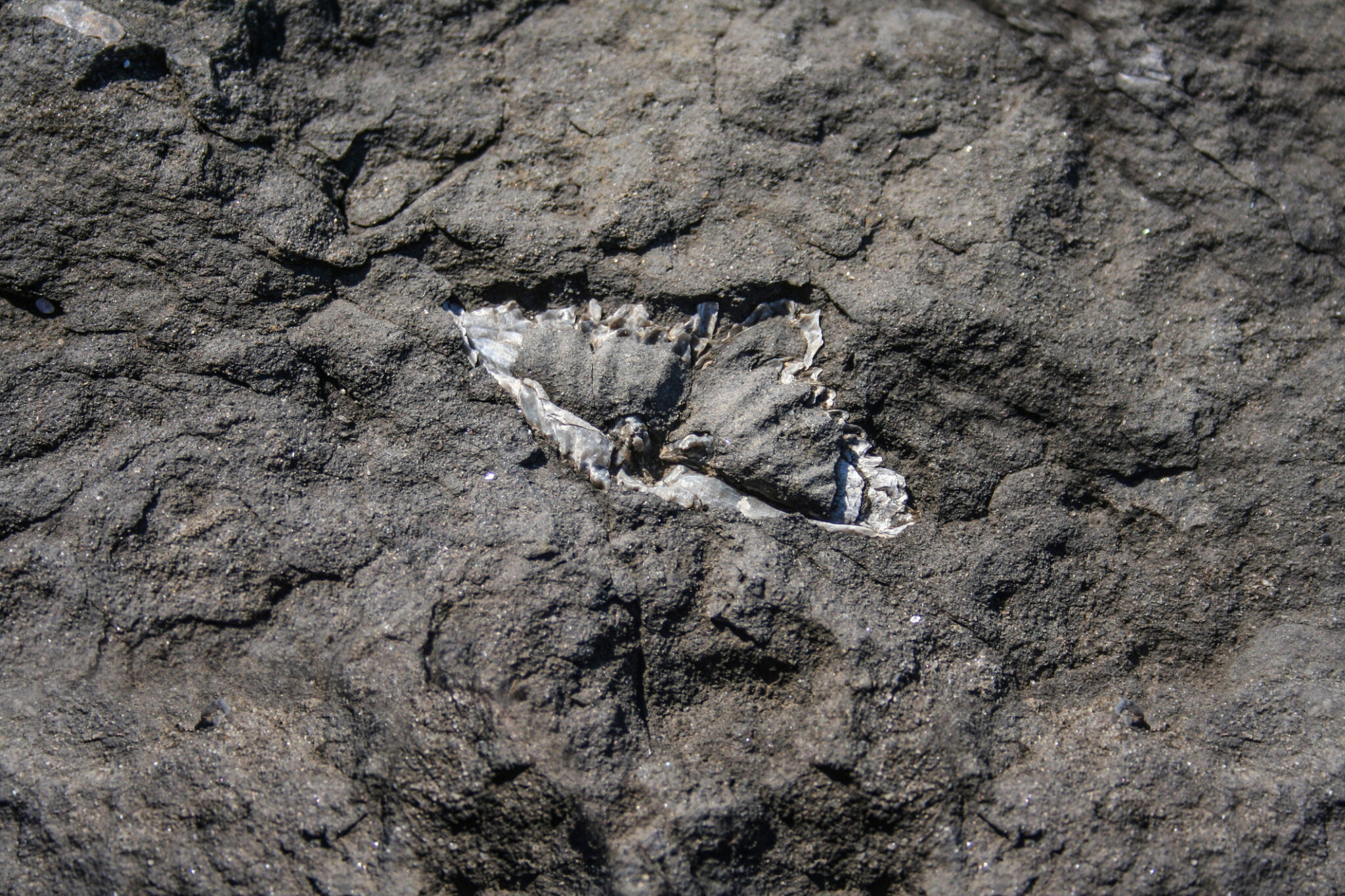 Siltstone: Identification, Pictures & Info for Rockhounds – Rockhound ...